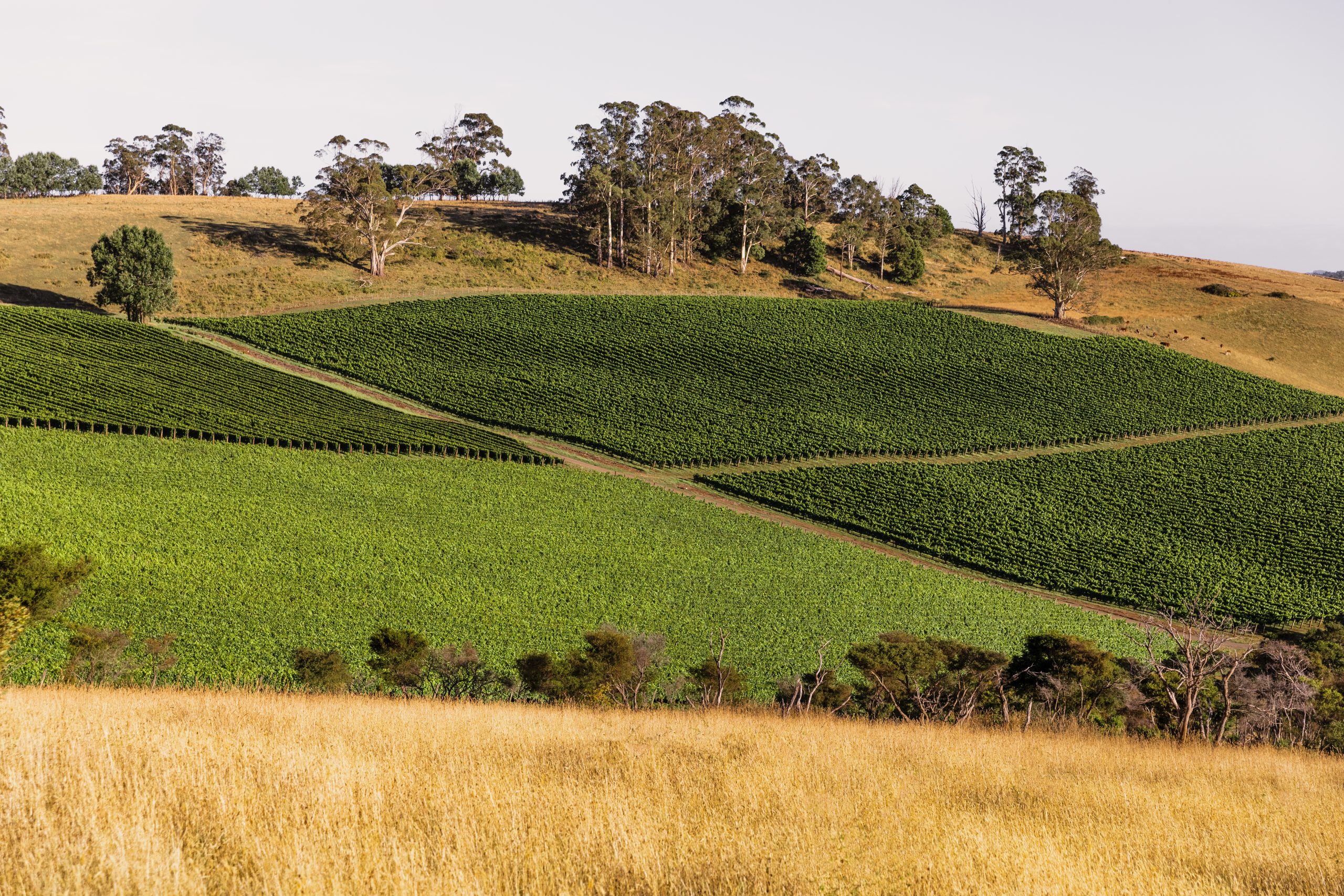 Clover Hill Wines - Monopole - Real estate business specialising in ...
